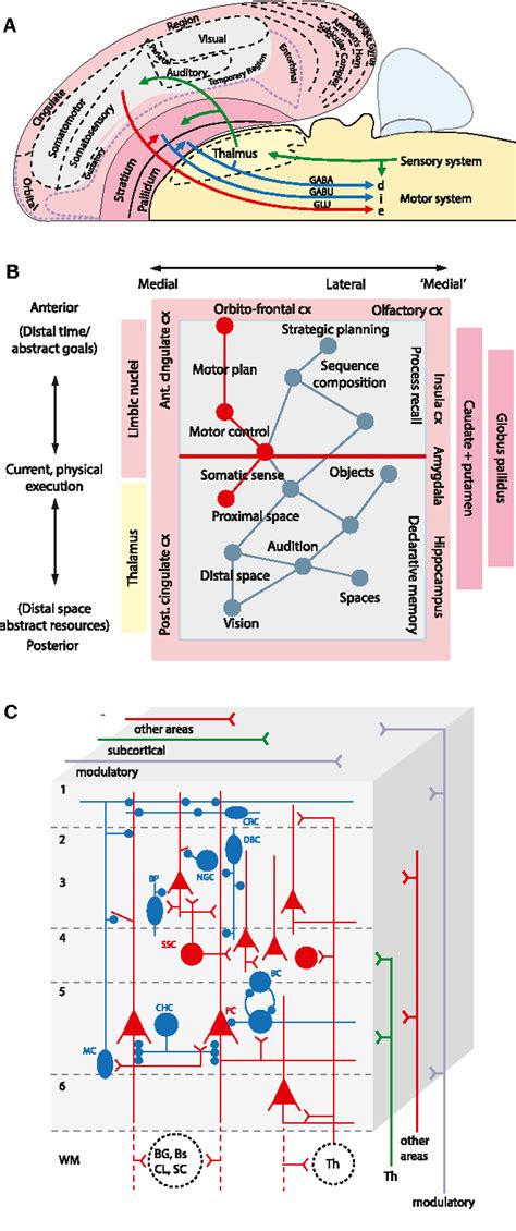 Figure 1 From Toward A Genetic Dissection Of Cortical Circuits In The