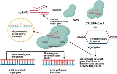 Gene Editing Through Crispr Cas9 The Crispr Cas9 Machinery Was Set