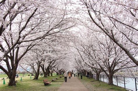 唐古鍵遺跡史跡公園弥生時代を体感できる公園でさくらまつり開催奈良県田原本町