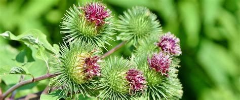 Бүтээгдэхүүн Эмийн ургамал судлалын төв