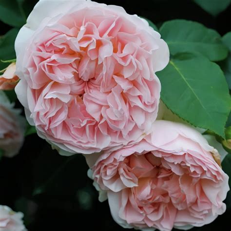 Evelyn Rose Rosesplant