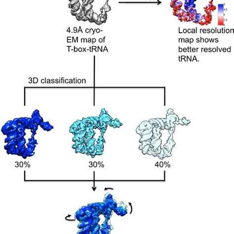 Relion 3d Classification And Local Resolution Of The Full Length B Download Scientific Diagram