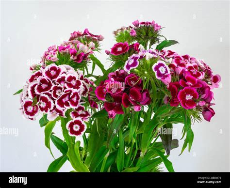 Bouquet Of Colorful Sweet William Dianthus Barbatus Against White