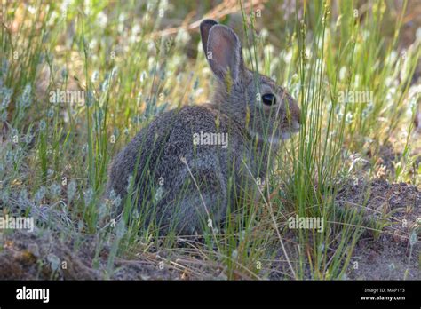 Mountain Cottontail Rabbit In Summer Grasses Castle Rock Colorado Us Stock Photo Alamy