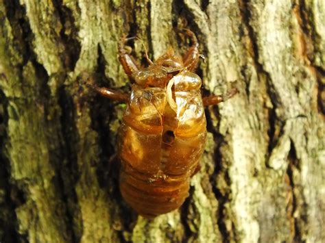 Molting Cicada On A Tree Cicadas Life Cycle In Nature Forest Insect