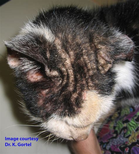 Notoedres Cati Learn About Parasites Western College Of Veterinary Medicine University Of