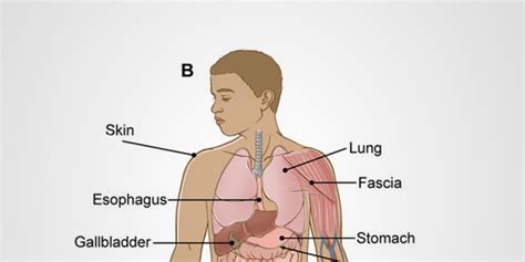 Organ Definition Anatomy 3d Illustration Of Human Body Organs Stock