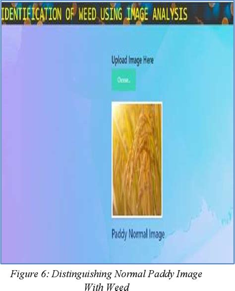 Figure 6 From An Artificial Intelligence Based Weed Classification Using Vgg16 Classifier And