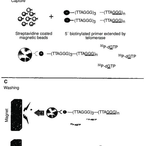 Biotinylated Primer Extension Telomerase Assay Telomerase Reaction Was Download Scientific