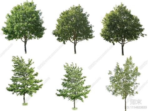 免抠景观植物树psd下载【id1114623633】undefined