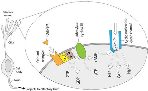 The Mouse Olfactory Signal Transduction Cascade Odorant Binding To The Download Scientific