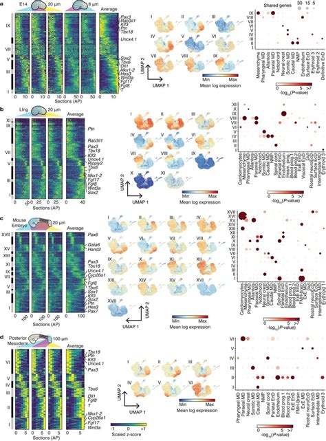 Individual Replicates Of Gastruloids E8 5 Embryo Tomo Seq And E9 5