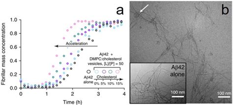 A Kinetic Profiles Based On The Thioflavin T Tht Dye Fluorescence