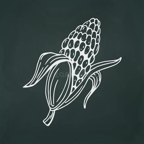 Corn Thin Line Icon Farm And Harvest Sweetcorn Sign Vector Graphics A Linear Pattern On A
