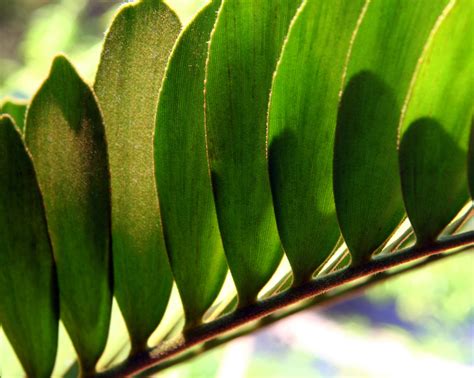 Phyllotaxis Victoria Boardman