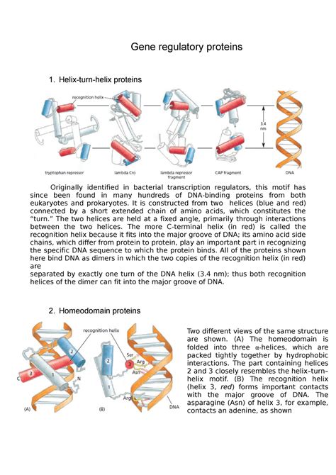 Dna Binding Proteins Notities Gene Regulatory Proteins 1 Helix Turn Helix Proteins 2