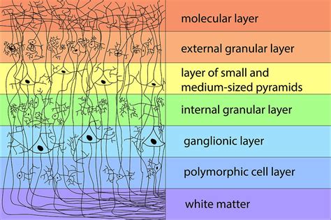 5 Min Science Cortical Layers May Generate Different Eeg Rhythms