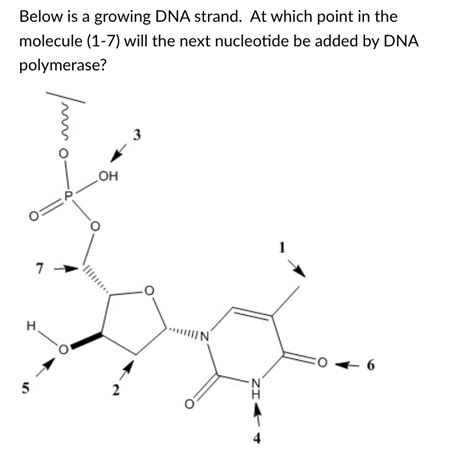 Solved Below Is A Growing Dna Strand At Which Point In The