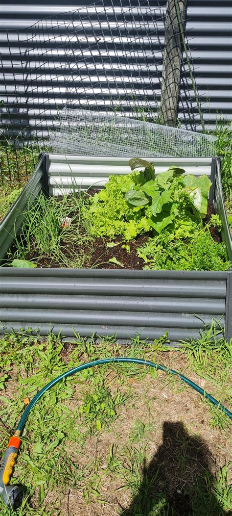 Before And After Of My First Garden My Cucumber Plant Has Grown Up A Trellis Now And Ive