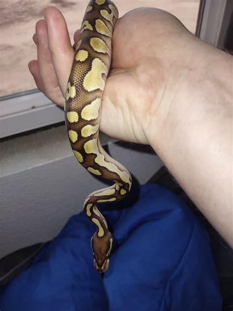 Learning About Genetics Ball Pythons Morphmarket Reptile Community