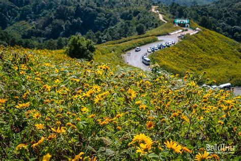 เริ่มแล้วเทศกาลชมดอกบัวตองบานที่ใหญ่ที่สุดในเมืองไทย ที่ดอยแม่อูคอ แม่ฮ่องสอน