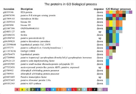 The Proteins In Enriched Go Biology Processes Go Biology Processes Download Scientific Diagram