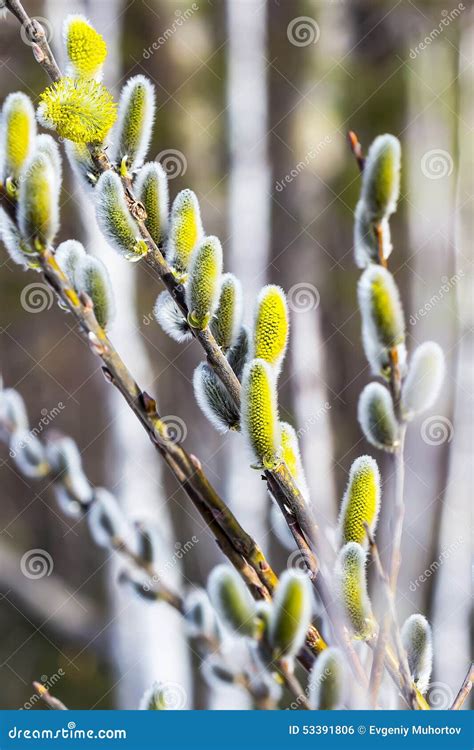 Willow Goat Latin Salix Caprea L Stock Photo Image Of Flora