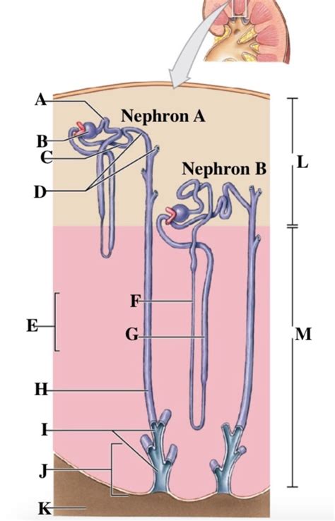 Nephron Diagram Quizlet