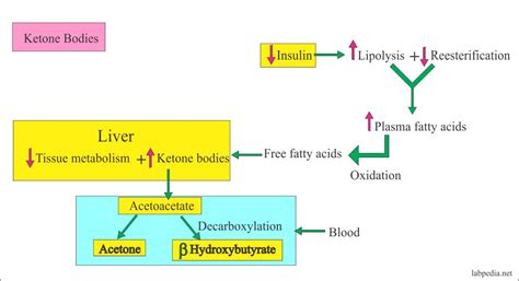 Urine For Ketones And Ketone Bodies Ketonuria