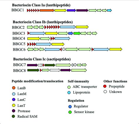 Bacteriocin Biosynthetic Gene Clusters Identified Within Clostridium