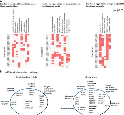 Next Generation Sequencing Of Hippocampus And Basolateral Amygdala Rna Download Scientific