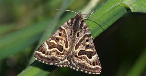 Moths Are Pollinators Too