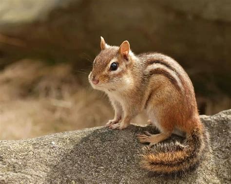 Cute Eastern Chipmunk Sitting On A Rock Chipmunk Side Profile