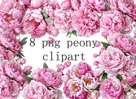 Peony Clipart Graphic By Hanneaart · Creative Fabrica