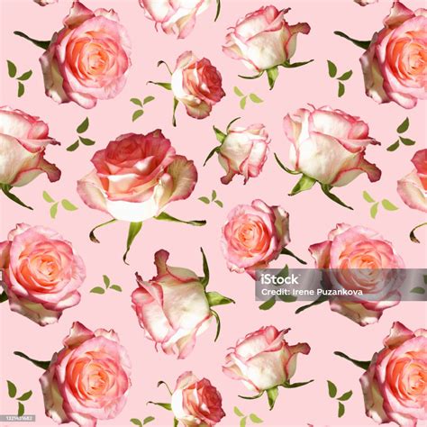 매끄러운 패턴 인쇄 파스텔 핑크 배경에 흰색과 분홍색 장미로 만든 꽃 창조적 인 레이아웃 자연 배경 3월에 대한 스톡 사진 및 기타 이미지 Istock
