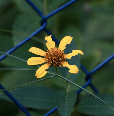 Isabelle Reiniger Lcsw Psychotherapy Evanston