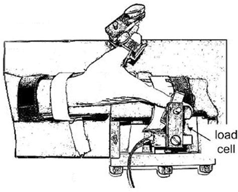 Schematic Representation Of The Ergometer For The Recording Of The