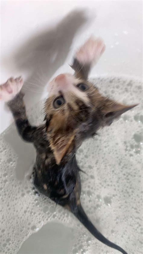 Had To Give These Silly Kitties A Bath R Hydrokitties