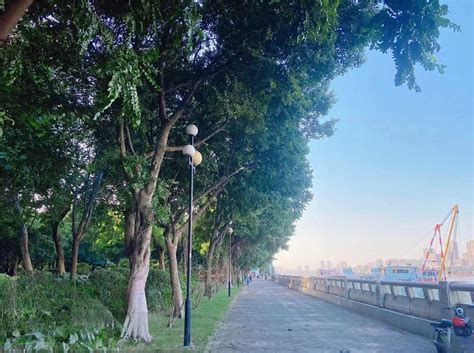 区住房建设园林局：树木生长过密遮挡路灯，12345热线迅速处理（组图） 广州市荔湾区人民政府门户网站