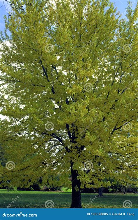 Pyramidal Tree Royalty Free Stock Image 42956680