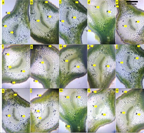 Stem Transverse Sections Of Differently Adapted Populations Of W