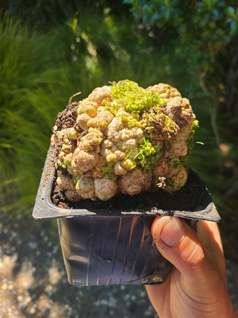 Unusual Propagation R Propagation