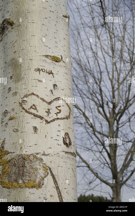 Heart Carved On Tree Trunk Stock Photo Alamy