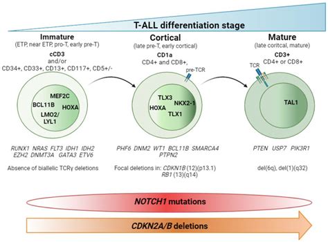 T All Classification By Stage Of Differentiation Arrest Schematic