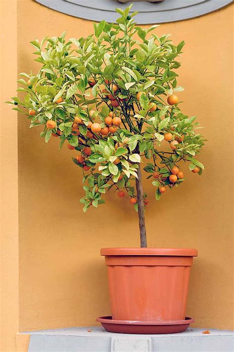 Lemon Tree Size Chart Ponasa
