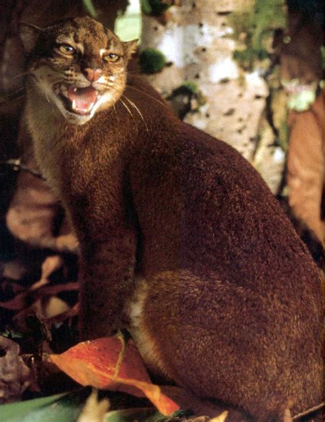 Pardofelis Badia