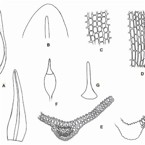 A Leaves B Leaf Apex C Leaf Median Cells D Leaf Basal Cells E Download Scientific