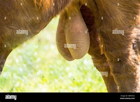 Bull Testicles Or Male Balls Close Up On A Farm Animal Concept Animal