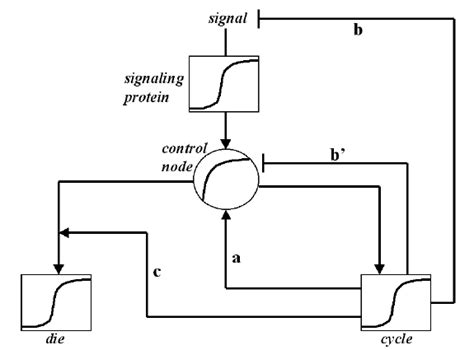 Modular Structure Of The Model Download Scientific Diagram