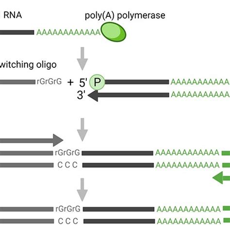 Original Two Adaptor Ligation Protocol For Small Rna Seq Analysis Download Scientific Diagram
